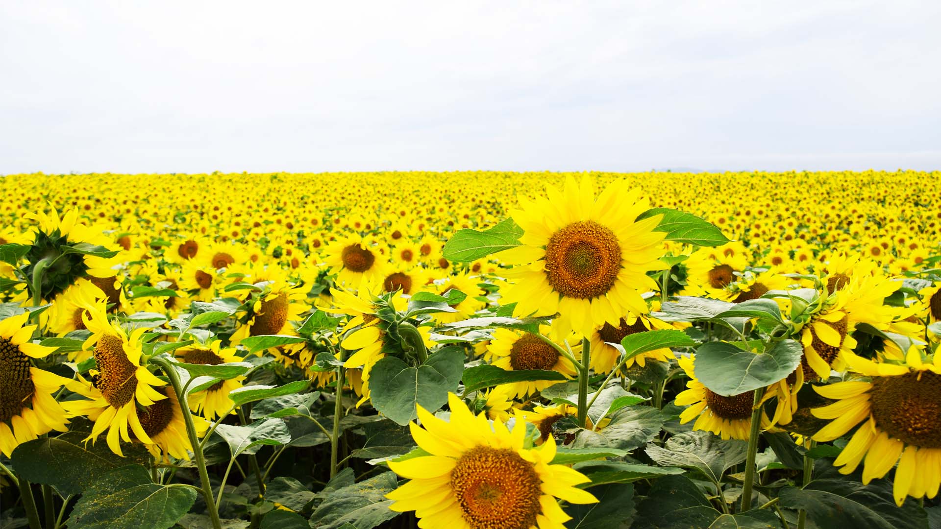 FBO & Ground Handling - Memanbetsu Airport (RJCM) | Memanbetsu, Japan - Universal Aviation
