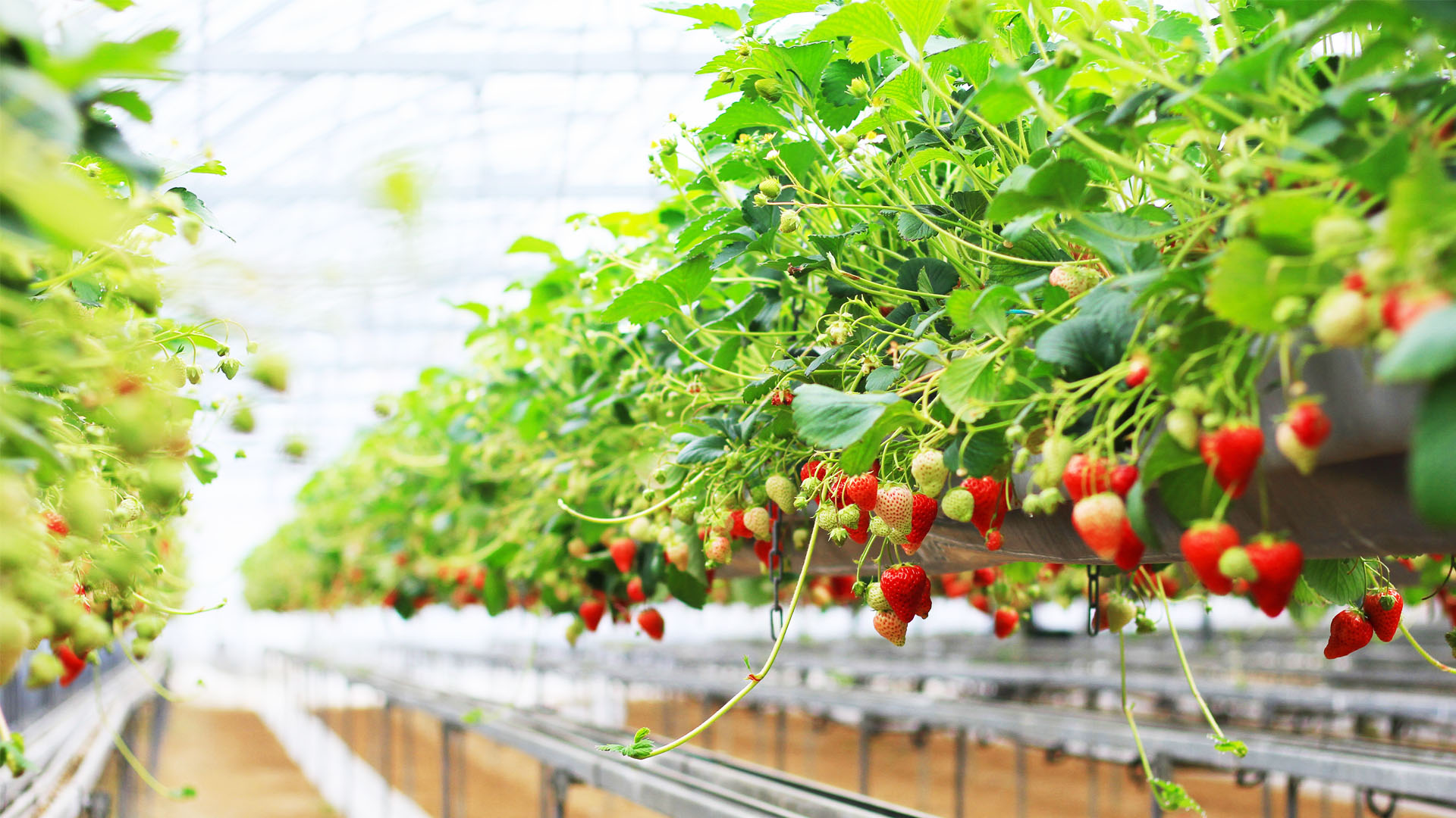 FBO & Ground Handling - Hyakuri Air Base (RJAH) | Omitama City, Japan ...