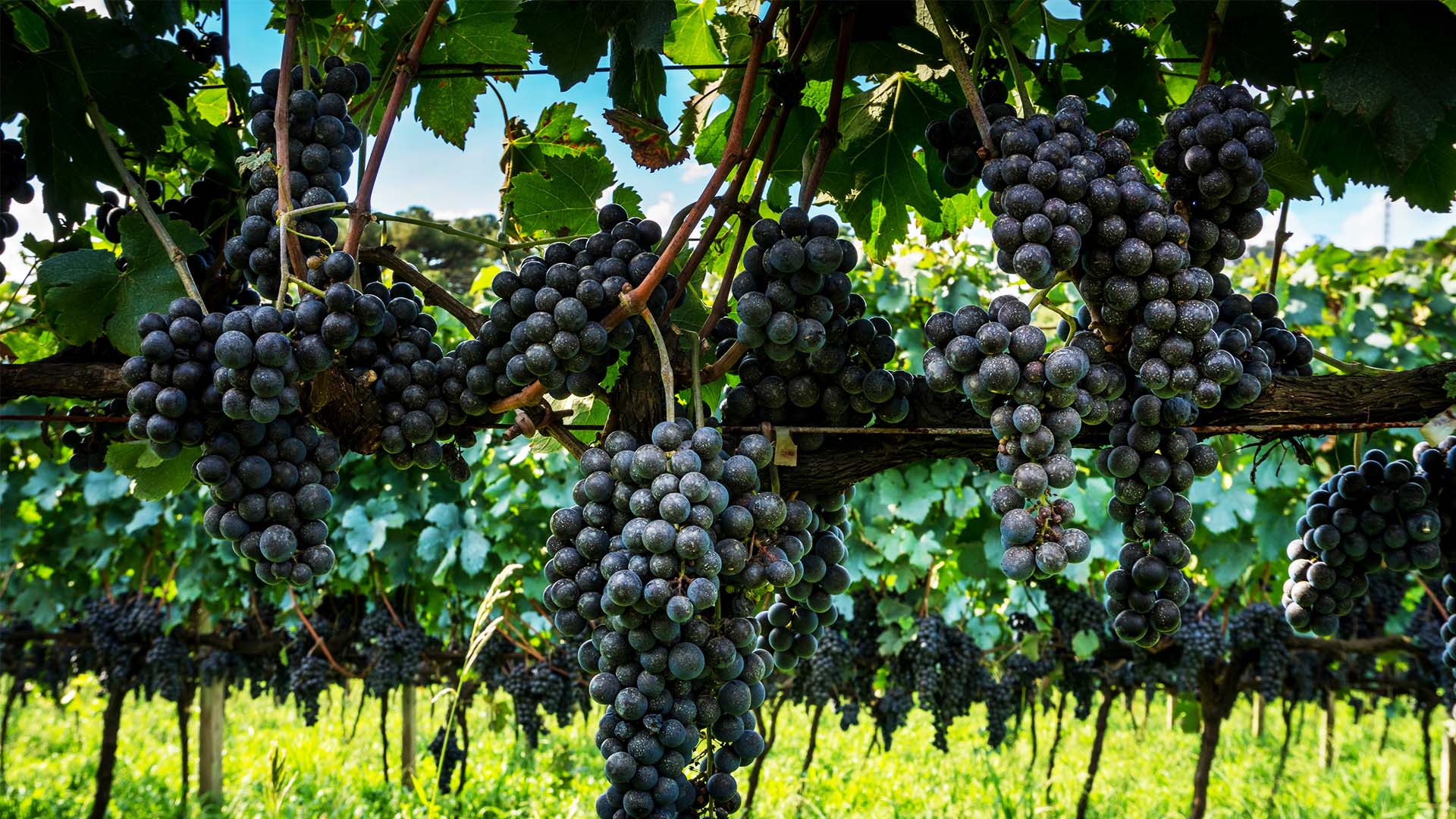 Videira Vickibaybeee