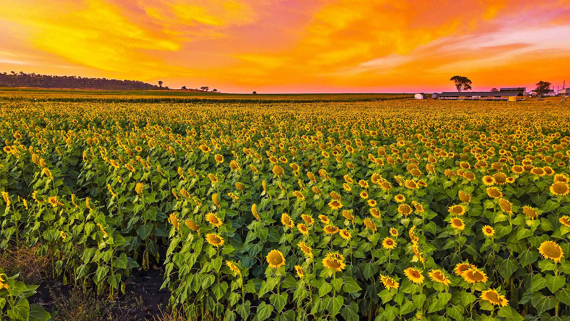 FBO & Ground Handling - Brisbane West Wellcamp Airport (YBWW ...